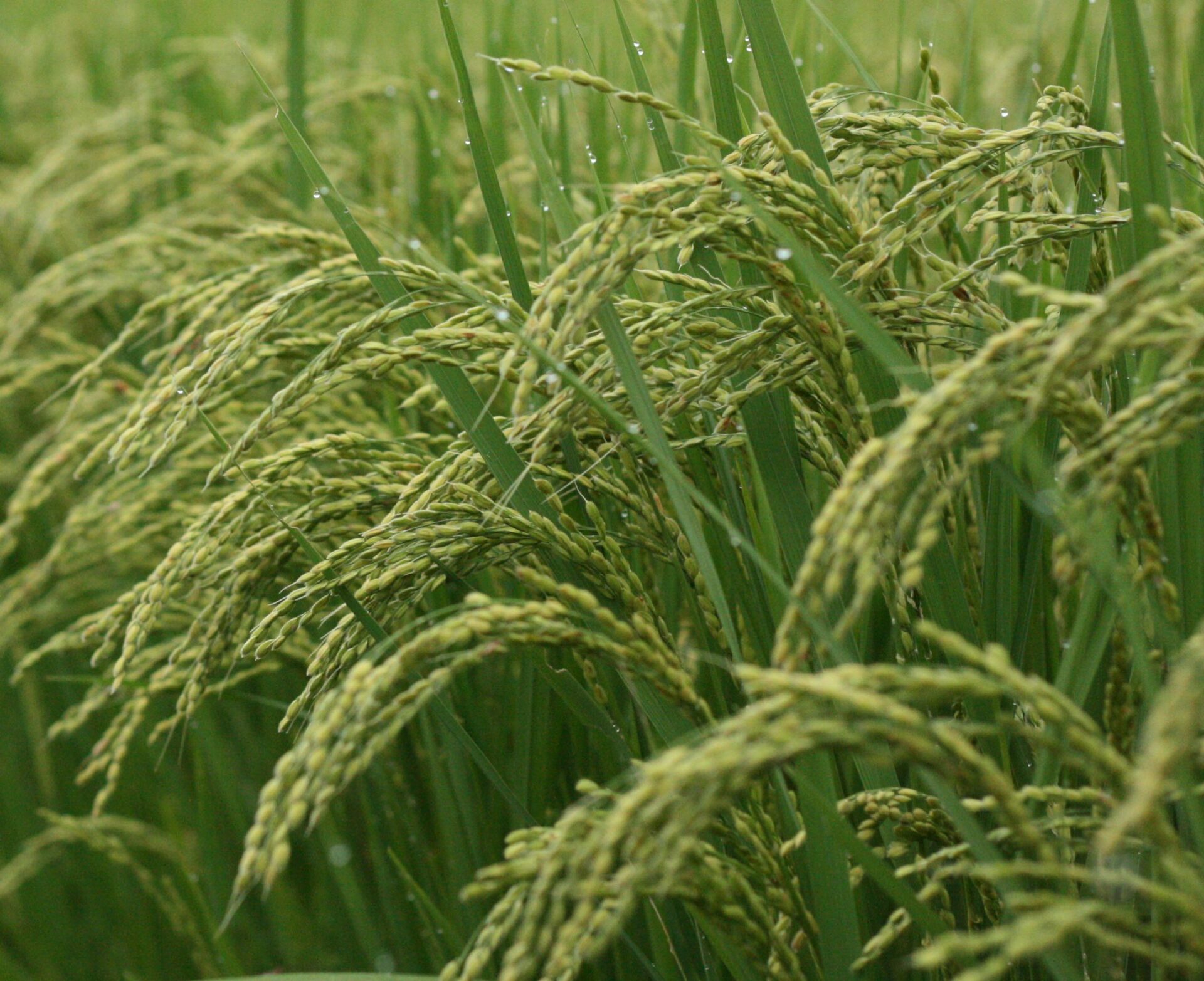 California-Grown Rice - Farmers’ Rice Cooperative